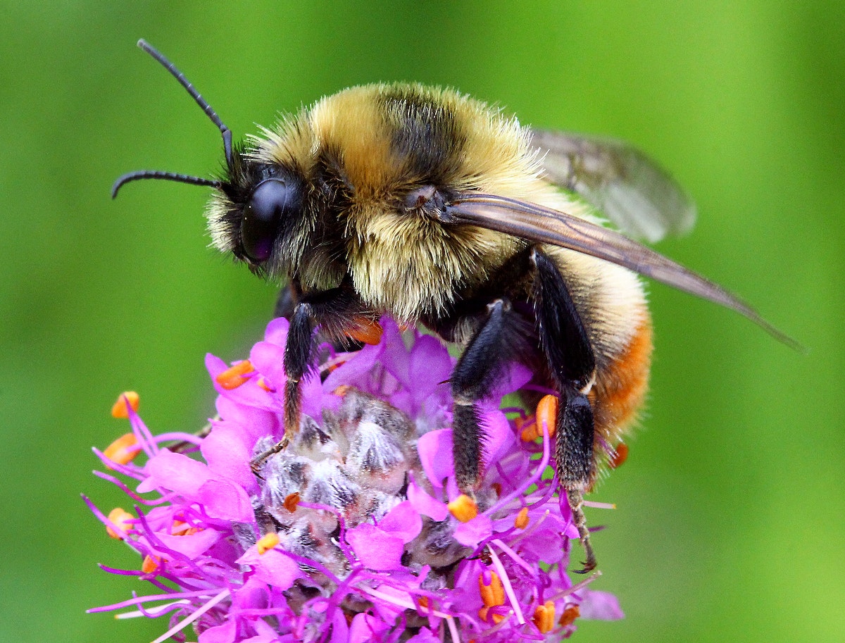 Klimaatverandering dreigt Europese hommels naar beperkt aantal ...