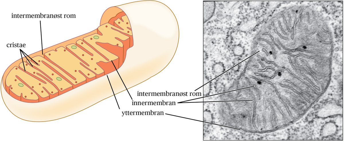 Structurele veranderingen in mitochondriën bij veroudering - Beste-ID